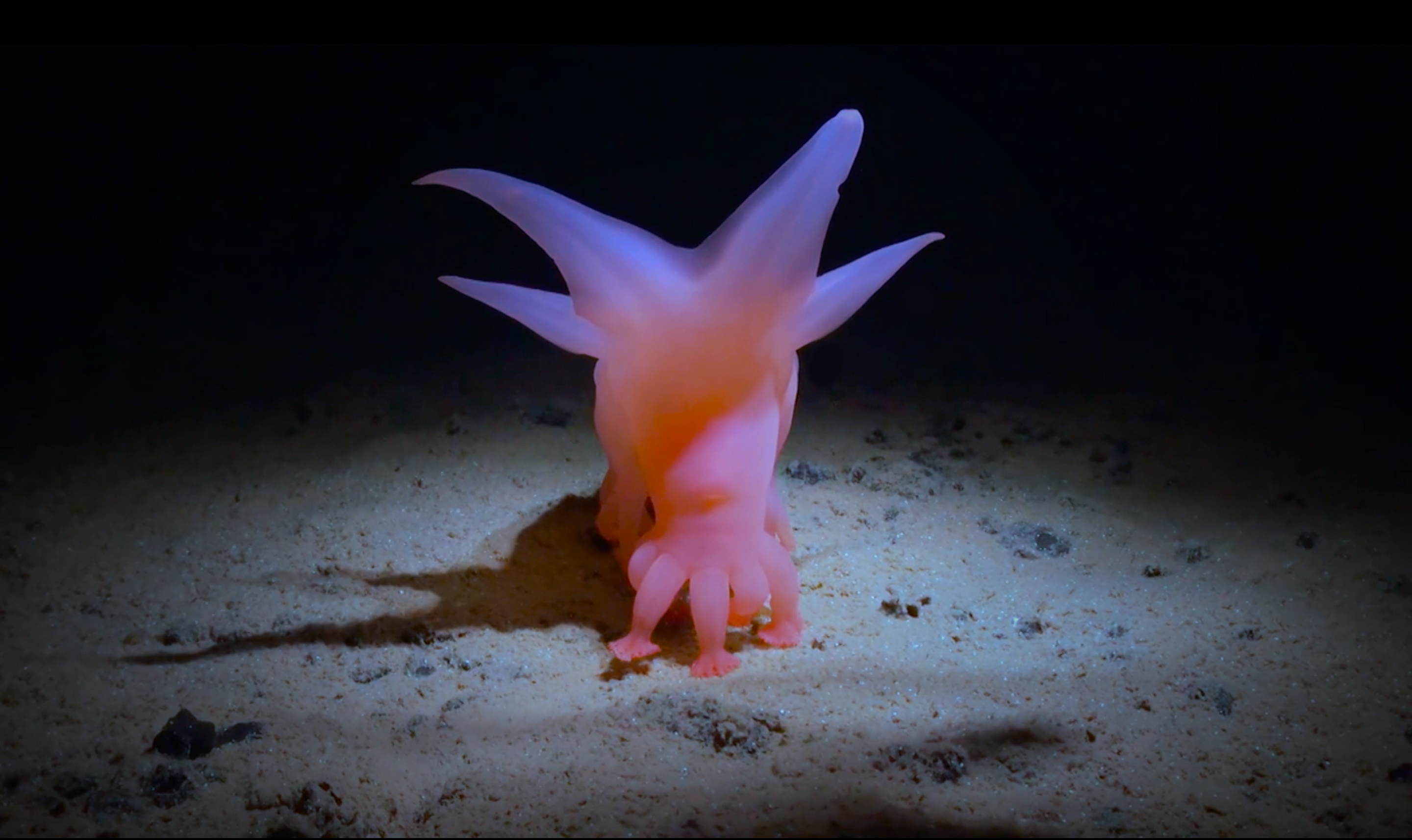 Eleanor Mortimer explores the breathtaking wonders of the deep sea in ...